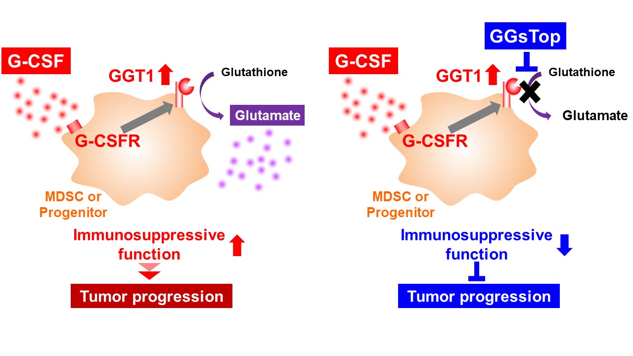 Graduate School and School of Pharmaceutical Sciences, The University ...